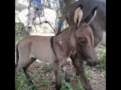 Mula Roma (Macho Romo) en San Miguel de Barrosas San.Ignacio.F.M ...