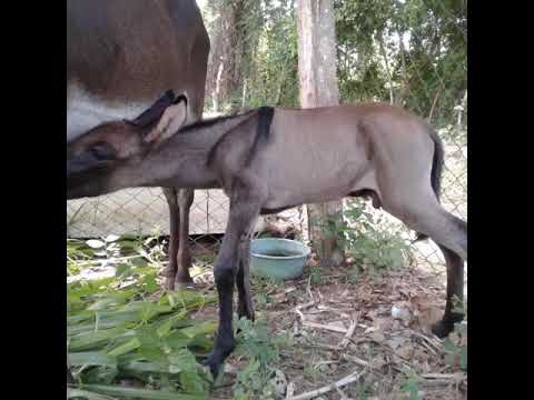Mula Roma (Macho Romo) en San Miguel de Barrosas San.Ignacio.F.M ...
