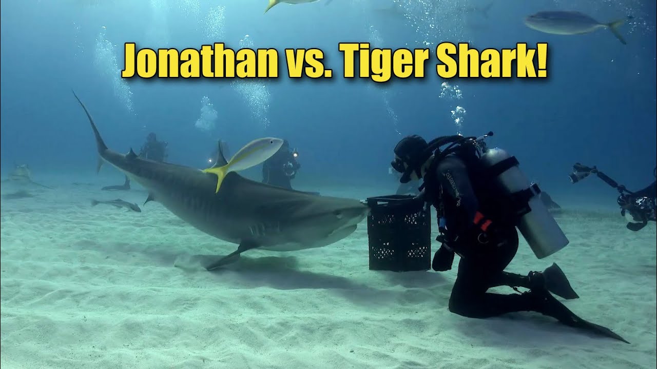 Tiger Shark Handling Practice | JONATHAN BIRD'S BLUE WORLD Extra - YouTube