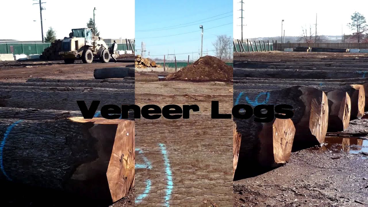 We have high quality veneer logs and ship worldwide. - YouTube