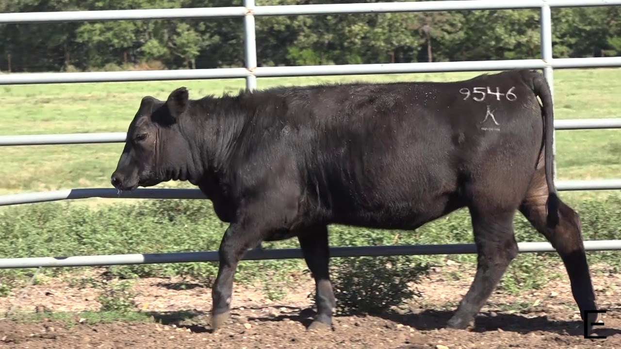 Kirkes Black Angus Ranch LOT 30 - YouTube