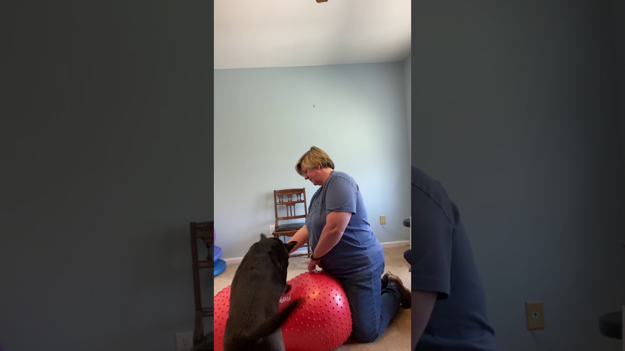 How to teach your dog "paws up" - YouTube