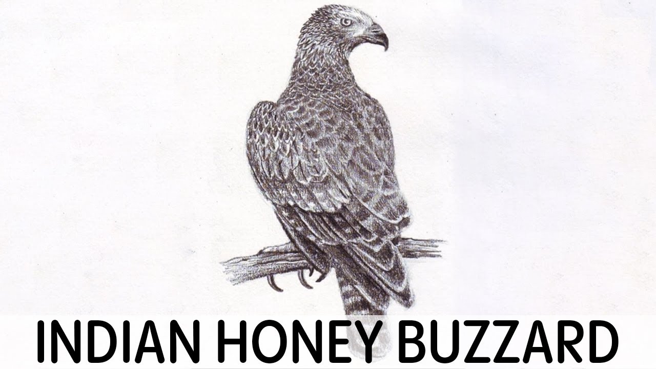 How To Draw Indian Honey Buzzard - YouTube