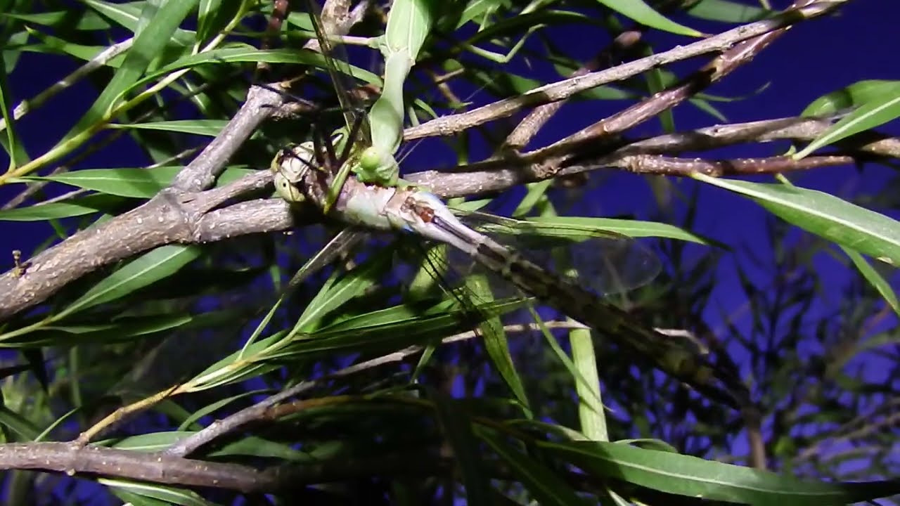 Praying Mantis VS Dragonfly - YouTube