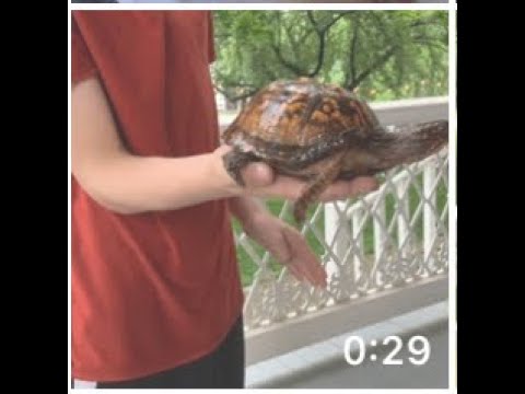 My pet terdel. - YouTube