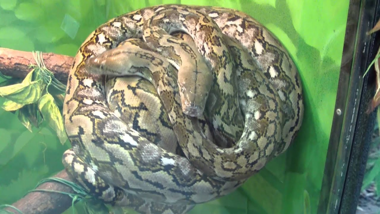 Сетчатый питон. Python reticulatus Jampea. - YouTube