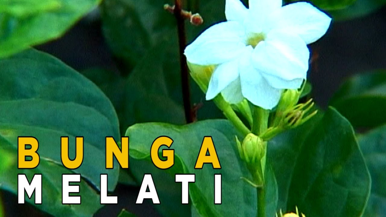Makna dan simbol bunga melati | SISI LAIN - YouTube