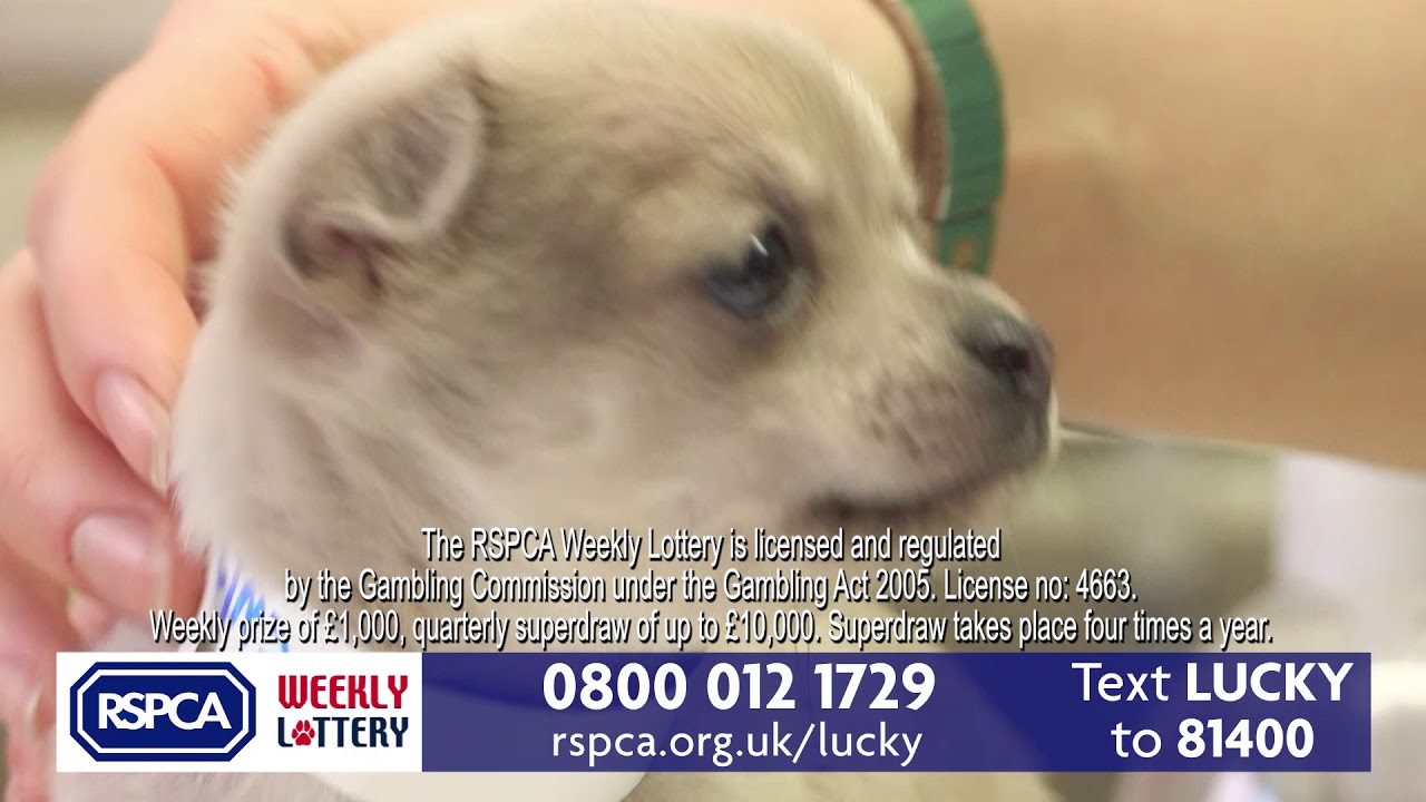 RSPCA Lottery Advert - YouTube