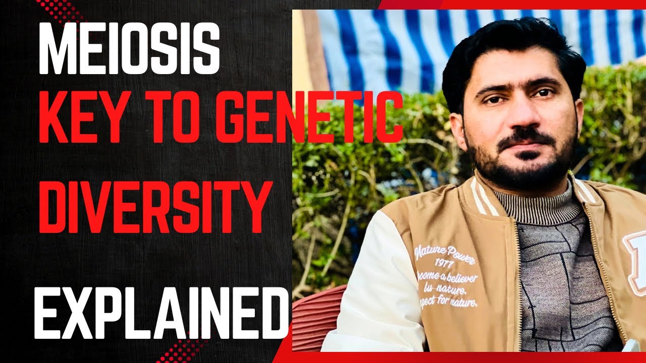MEIOSIS | The Key to Genetic Diversity | Explained - YouTube