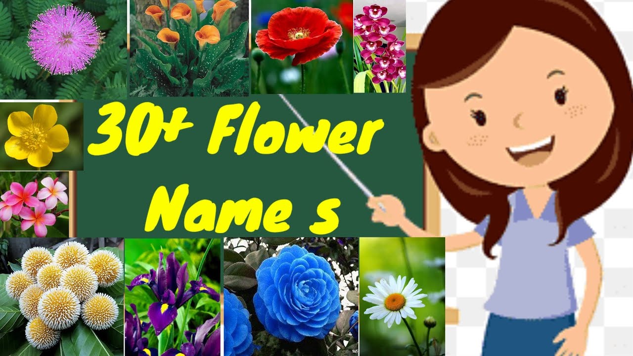 30+ Flower Names for kids - YouTube