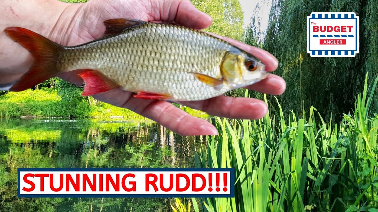 Rudd Fishing a Woodland Lake - YouTube