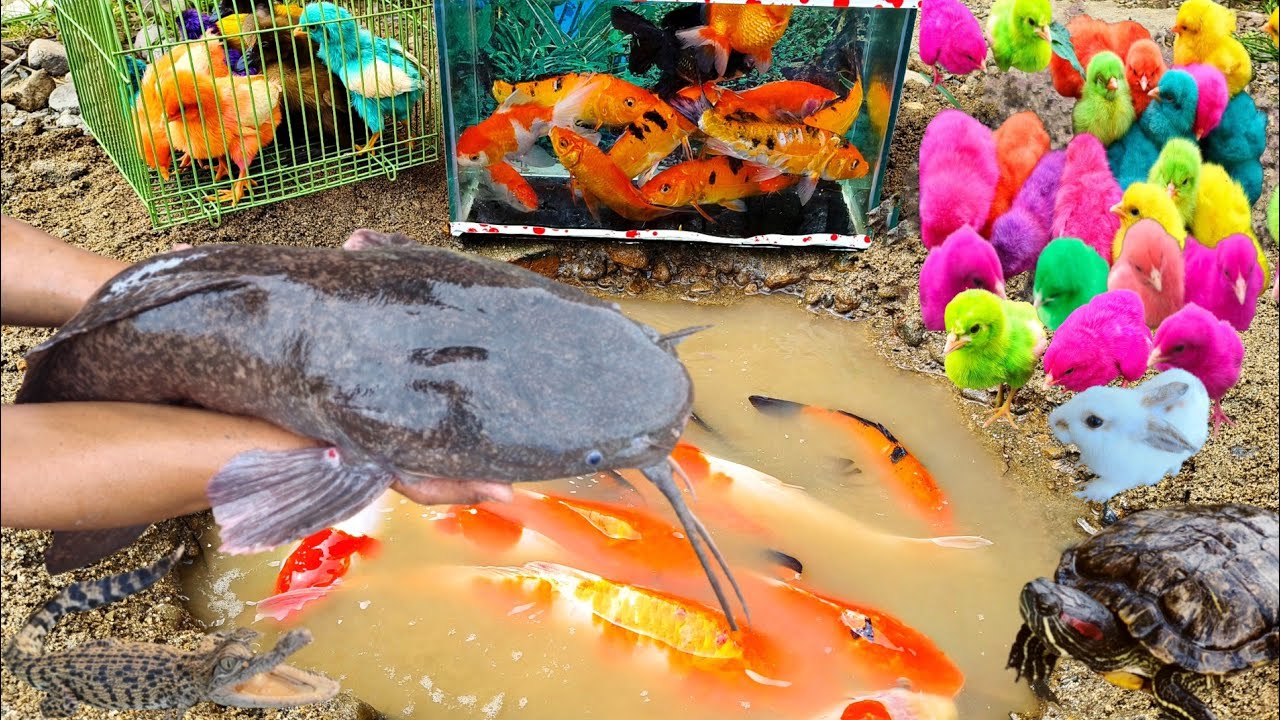 Catch giant catfish, colorful ornamental fish, koi, bettas, cute chicks ...