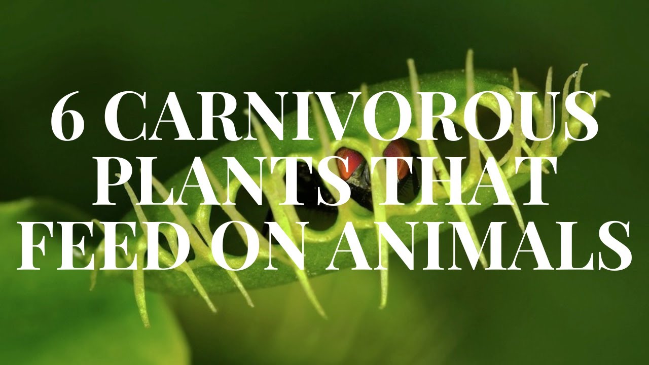 6 carnivorous plants that feed on animals ‐ CURIOUS HEAD - YouTube