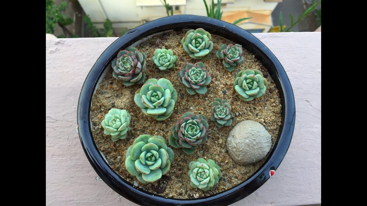 ECHEVERIA DERENBERGII , ECHEVERIA BEN BADIS AND XSEDEVERIA PUDGY PUPS ...