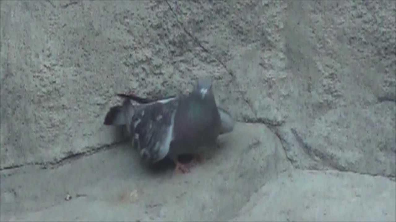 Pigeon Flying Slow Motion - YouTube
