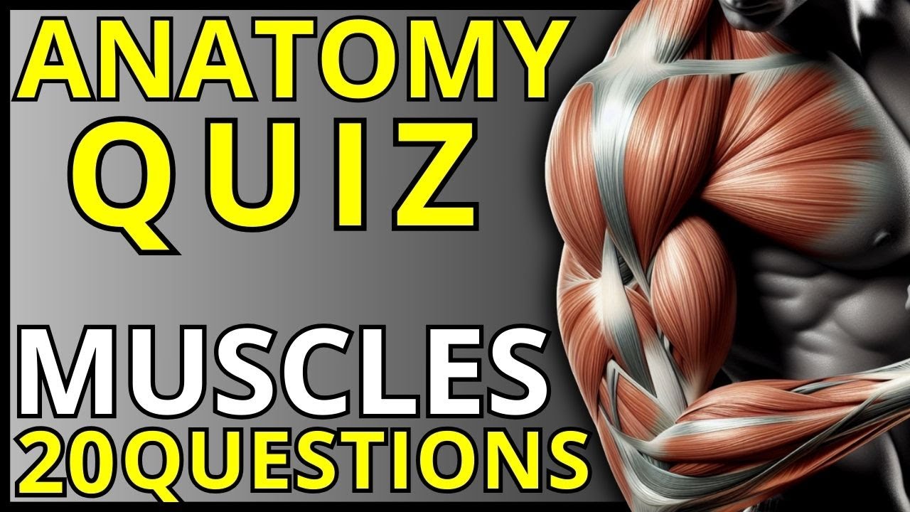 Anatomy Quiz: Muscles of the Human Body! - YouTube
