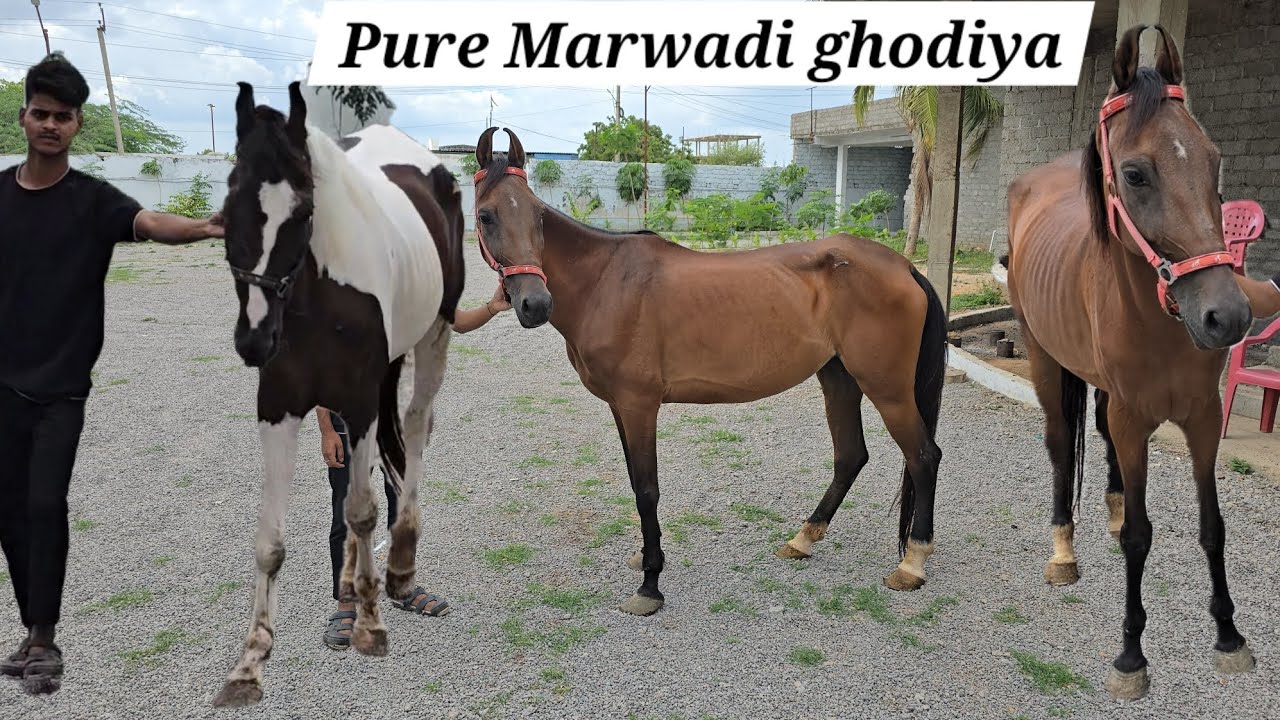 Pure Marwadi ghodiya available in Hyderabad Jalpally | marwad mare ...