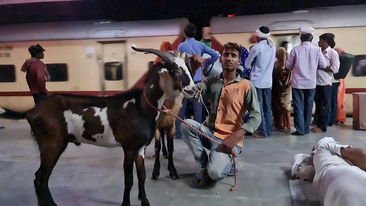 Transportation Goat Train|| ट्रैन से कैसे लोड करें बकरी बकरेlive video ...