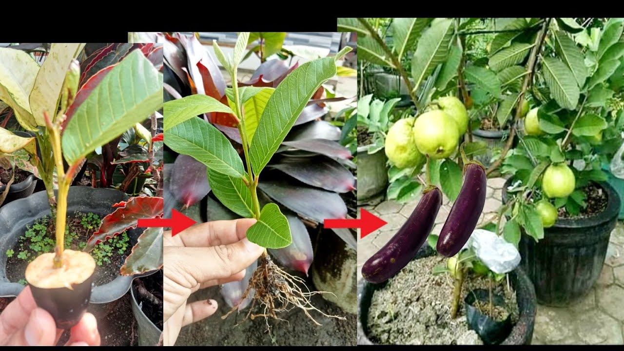 how to quickly plant guava stems with eggplant - YouTube