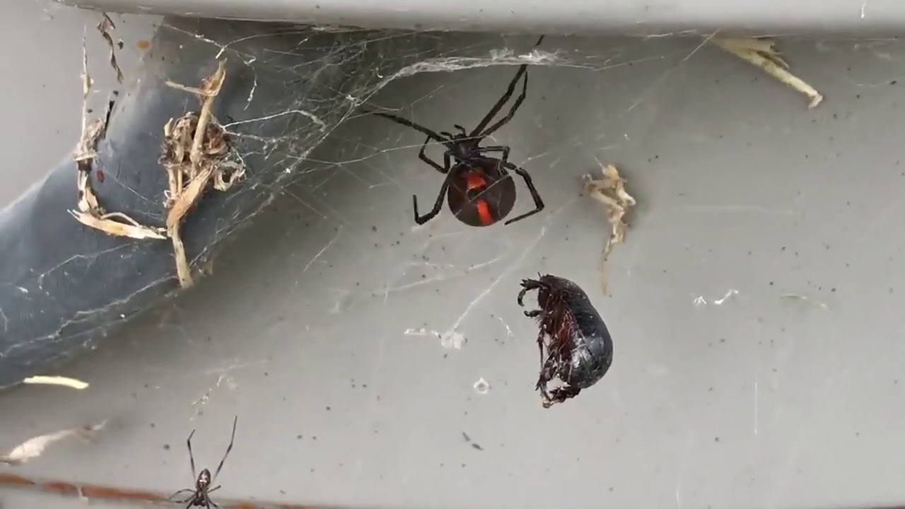 Australian Redback Spider In Action - YouTube