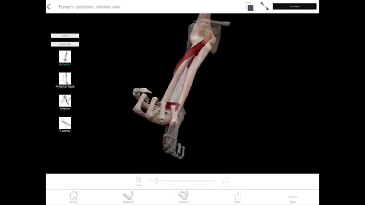 Learn@Visible Body - Forearm Pronation and Supination - YouTube