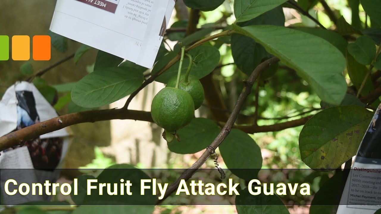 Control Fruit Fly Attack Guava - YouTube