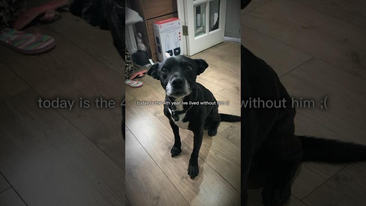 Bye baby. It might be the year I finally accept you’ve left 🫶🏼🕊️🕊️ ...