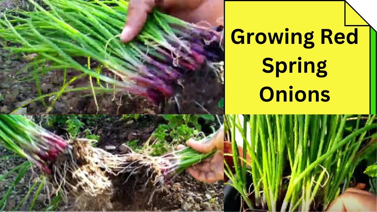 Growing Red Spring Onions - YouTube
