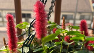 How to care for Chenille plant | Cat’s Tail plant | Timelapse