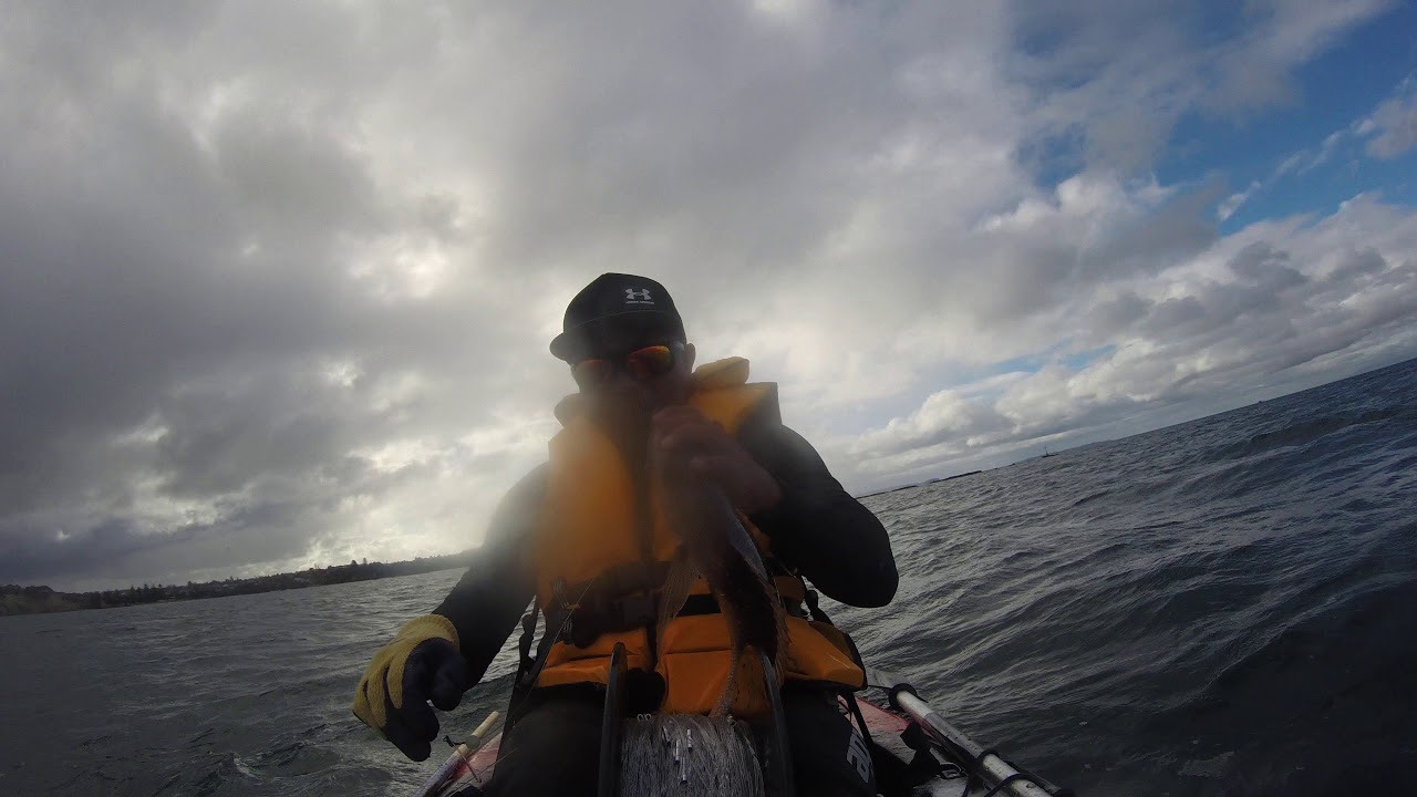 Long line fishing catching snapper at browns bay Auckland New Zealand(2 ...