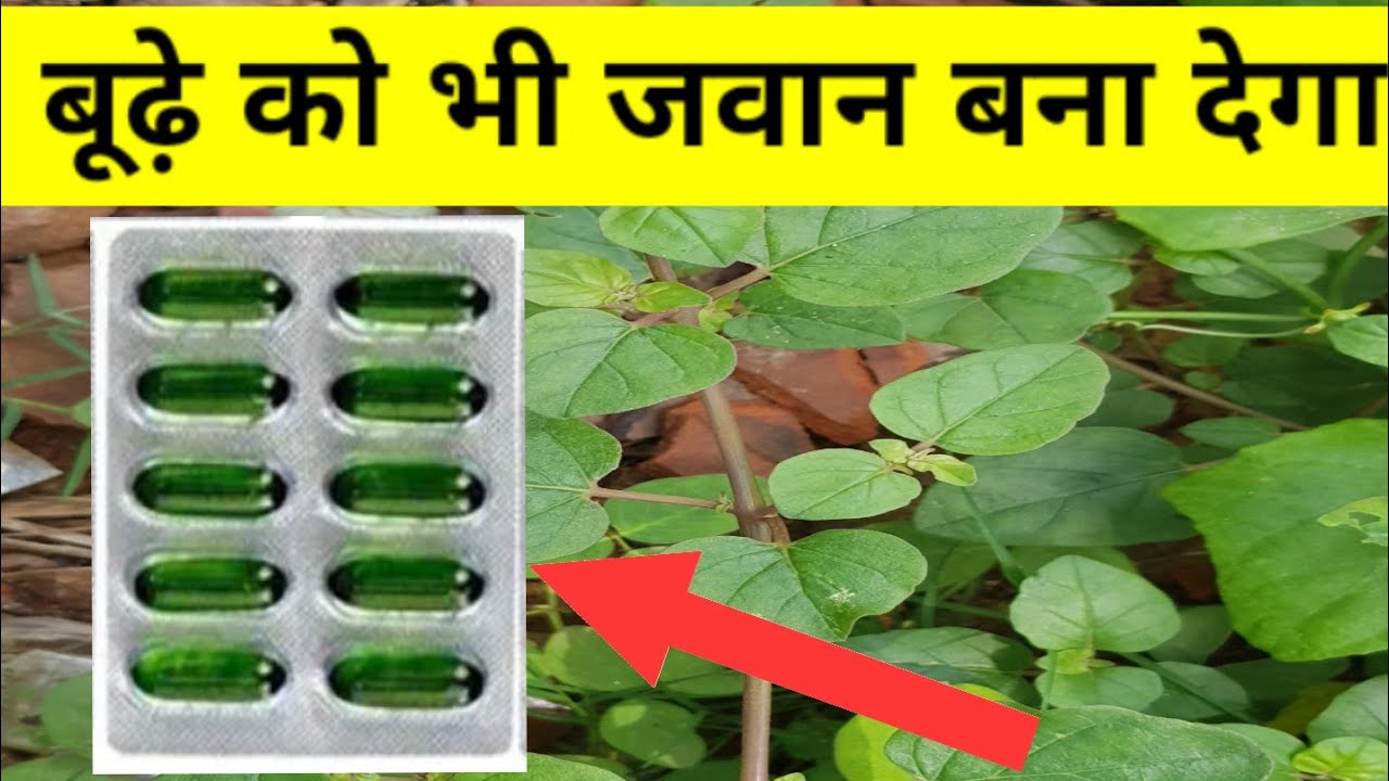 विष खपरा पौधे के अद्भुत चमत्कारी औषधीय फायदे। wish khapra plant health ...