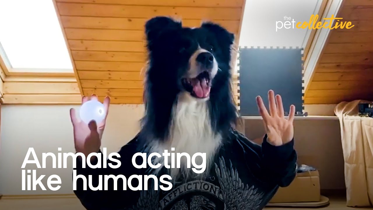 Animals Acting Like Humans| April Fools Take Over - YouTube