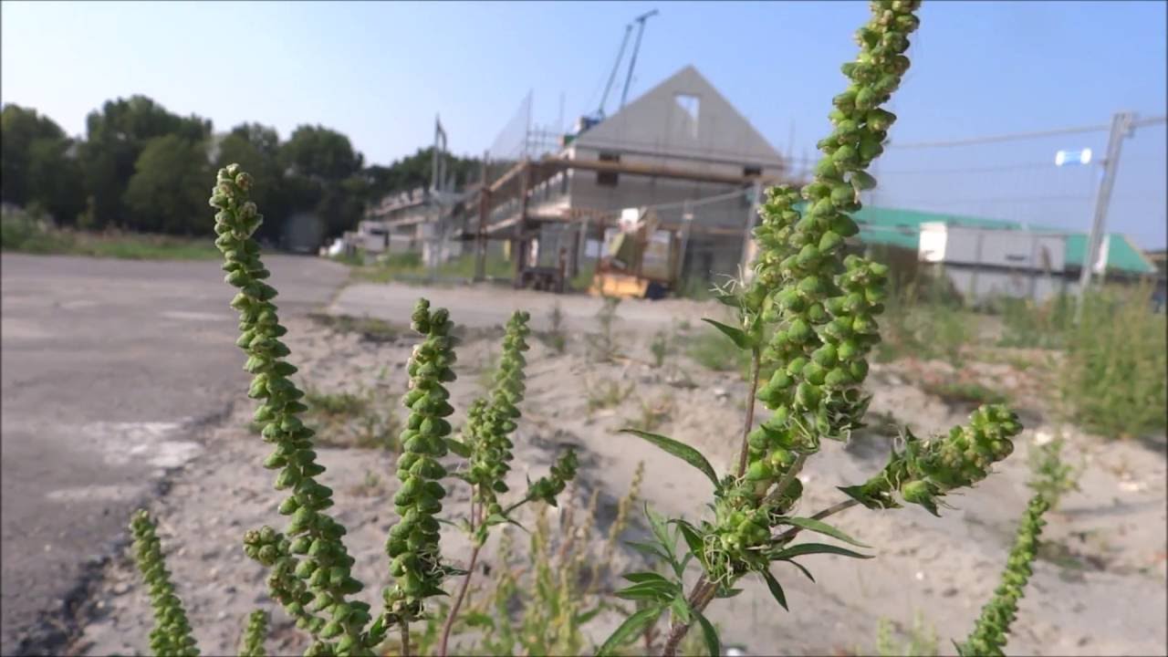 Alsemambrosia (Ambrosia artemisiifolia) - 2016-08-15 - YouTube