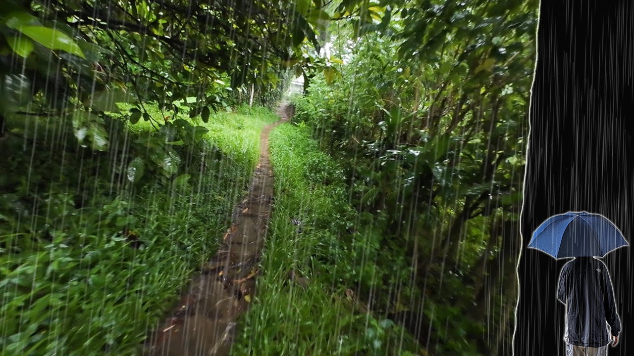 Heavy Rain and Thunder in Village | ASMR Rain Sounds for Sleeping 2 ...