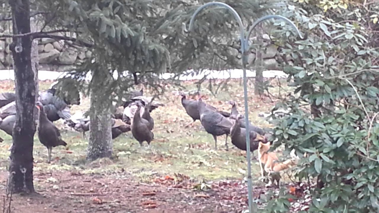 Cat herding turkeys - YouTube