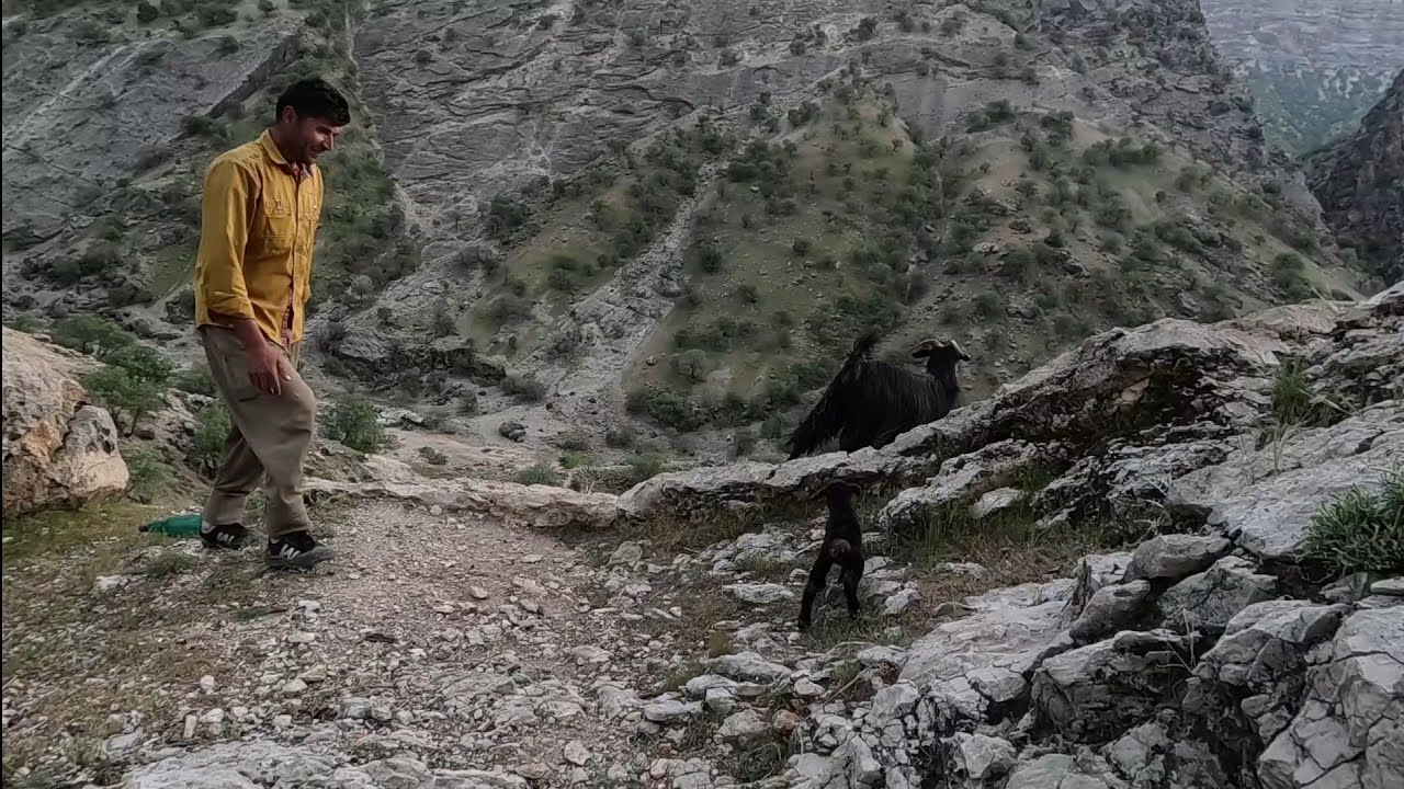 Finding one of the lost goats: The Atabak family is overwhelmed with ...