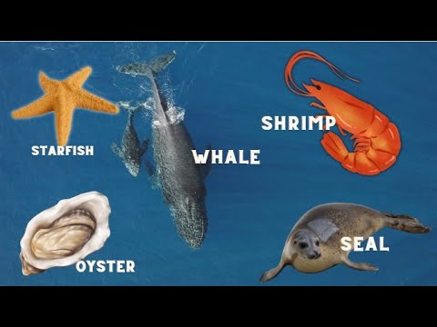 Learn Names and Sounds Sea Animals l Animals For Kids l Kids Vocabulary ...