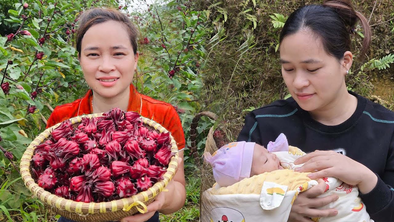 Harvest RED ATISO FLOWER Goes to market sell - Build Garden - Live with ...