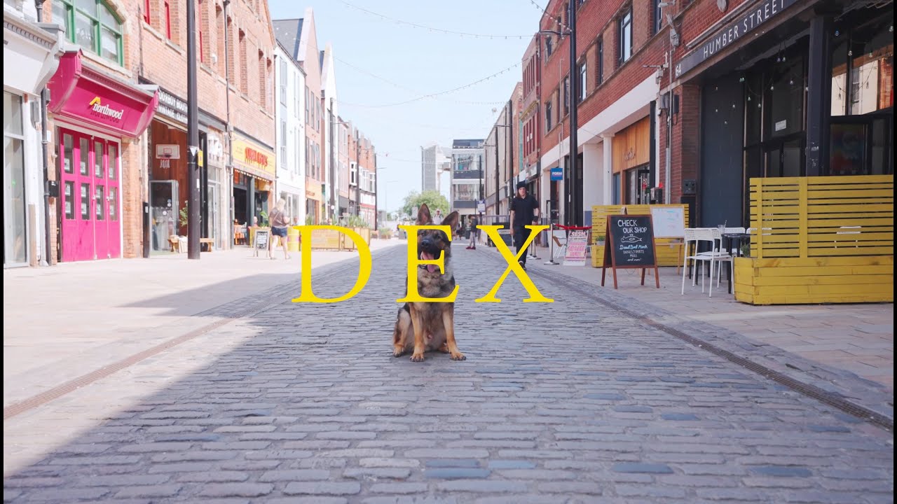 Dex the German Shepherd -Family Protection Dog - YouTube