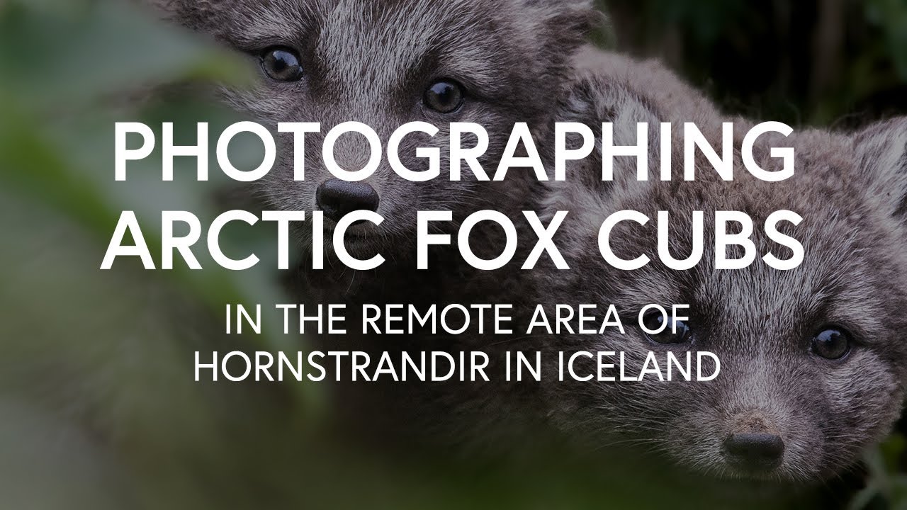 Shadow Arctic Fox Pups