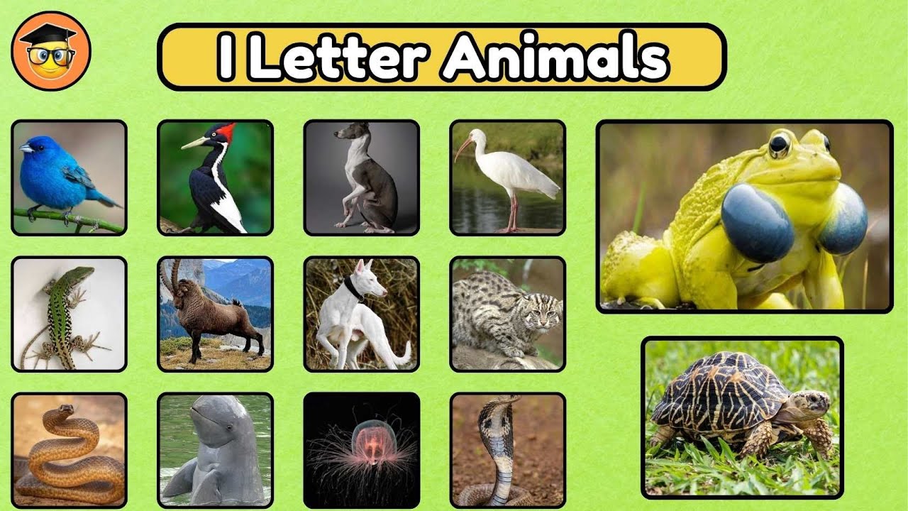 Animal Names Start with Letter I || I letter Animals||Animal Names ...