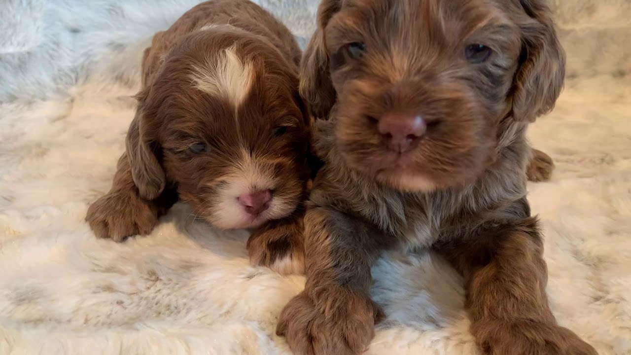 Rosie’s Cockapoos - YouTube