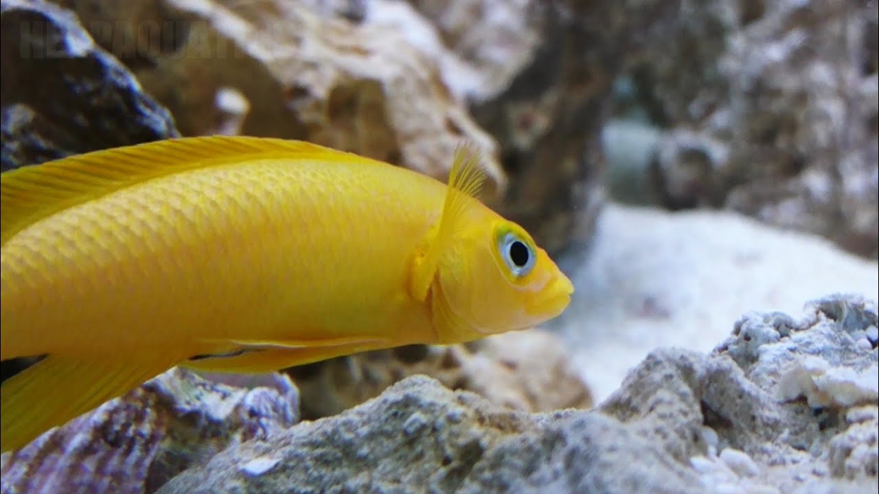 Lemon cichlid Neolamprologus leleupi African cichlid - YouTube