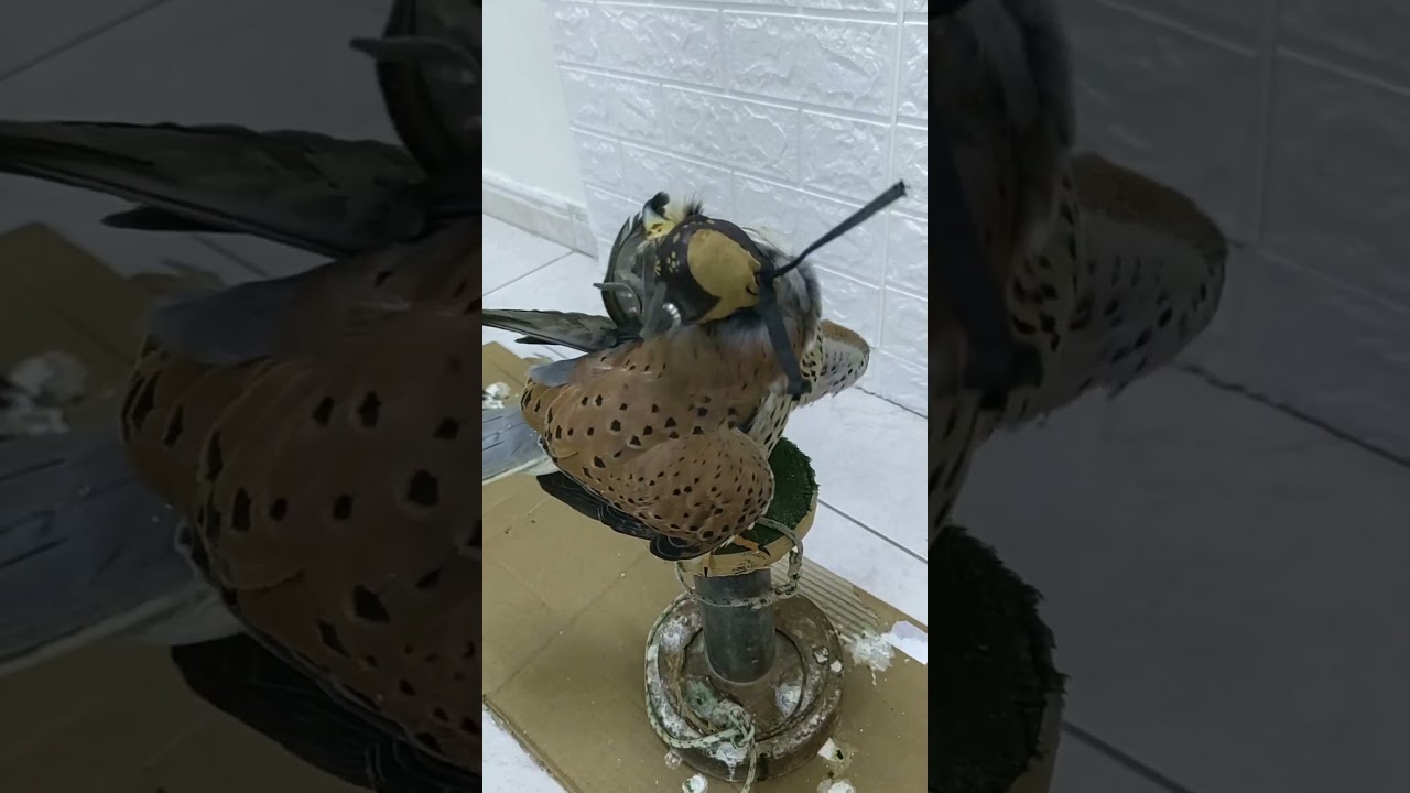 How to train a kestrel/ Day 6.. - YouTube