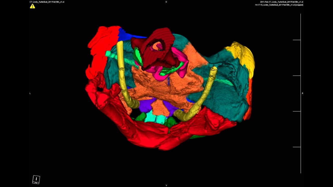Arvinachelys color coded skull - YouTube