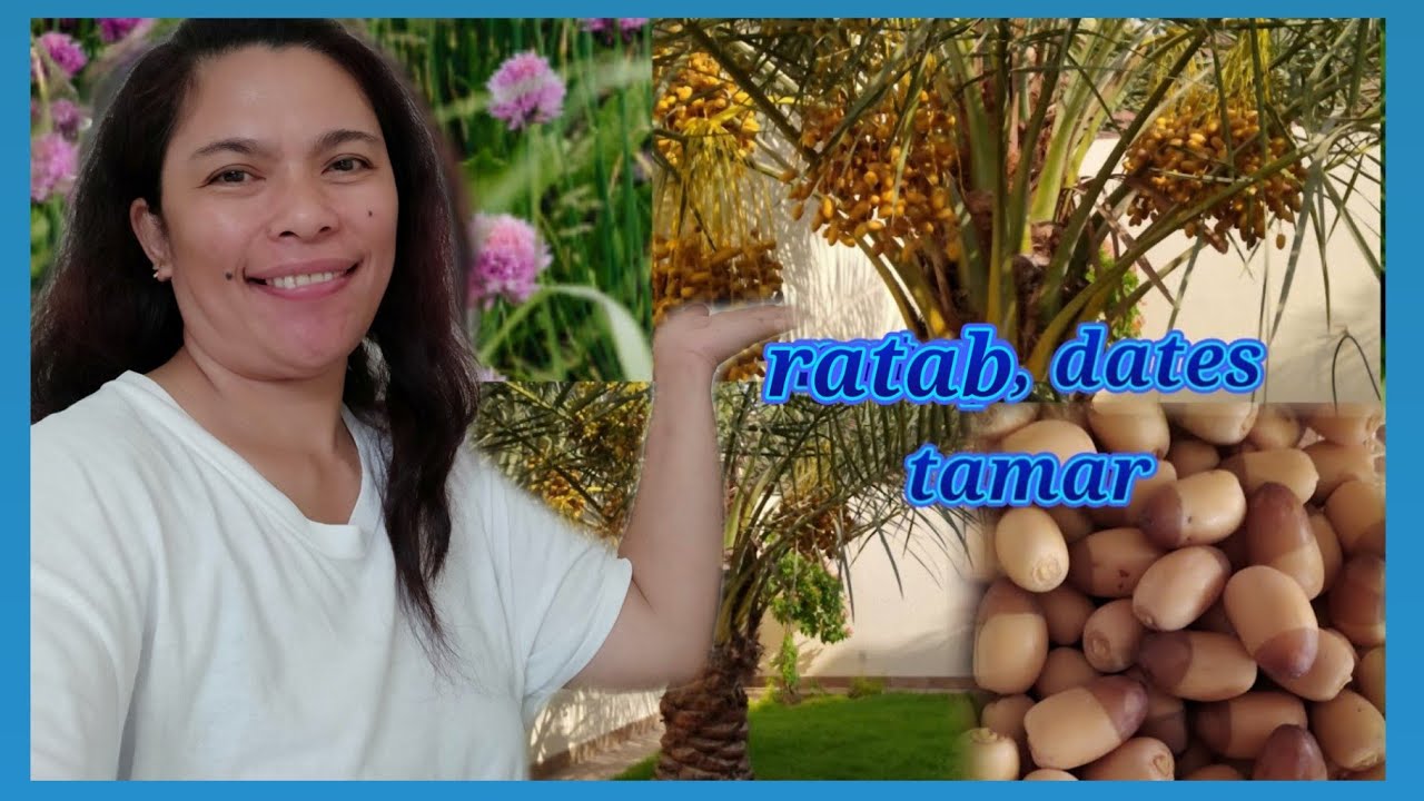 Mangunguha tau Ng Ratab (Dates Tamar) - YouTube