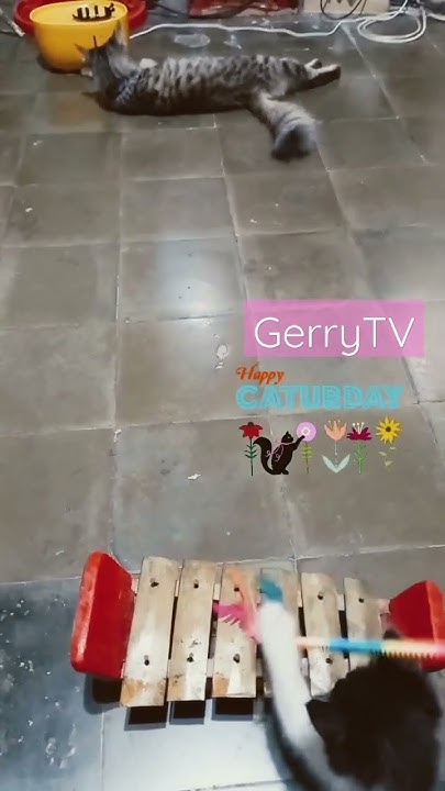 Happy caturday #shorts #shortvideo #catsyoutube #cats #kucing #kucinglovers #catslovers #kitten ...