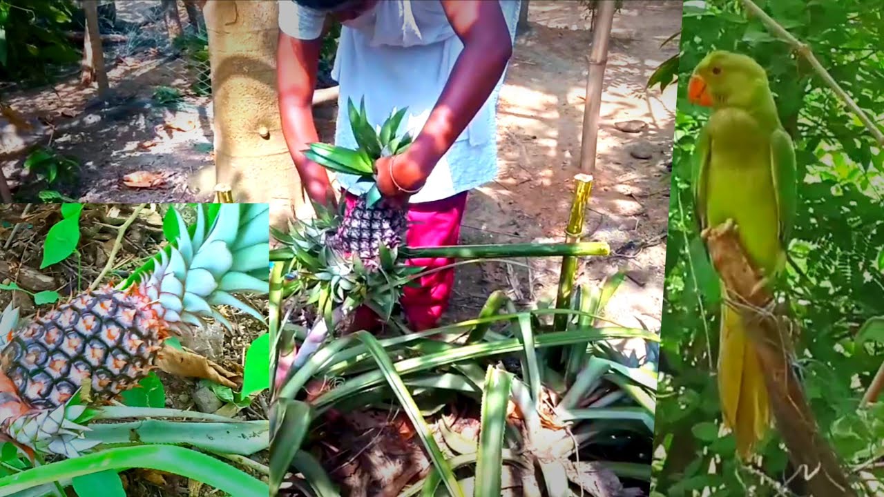 Why My Pineapple Plant Falling Over Plant Care Outdoors - YouTube
