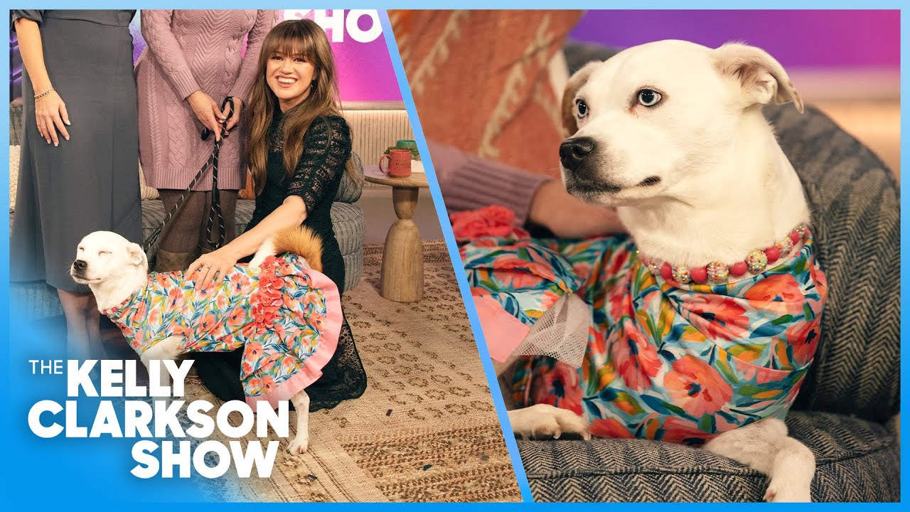 Kelly Clarkson Meets Rescue Dog Teaching Kids The Power Of Perseverance ...