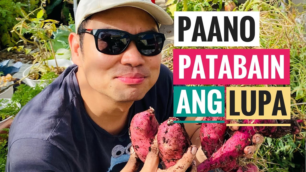 HOW TO MAKE SOIL ORGANIC / paano patabain ang lupa #rooftop #garden # ...
